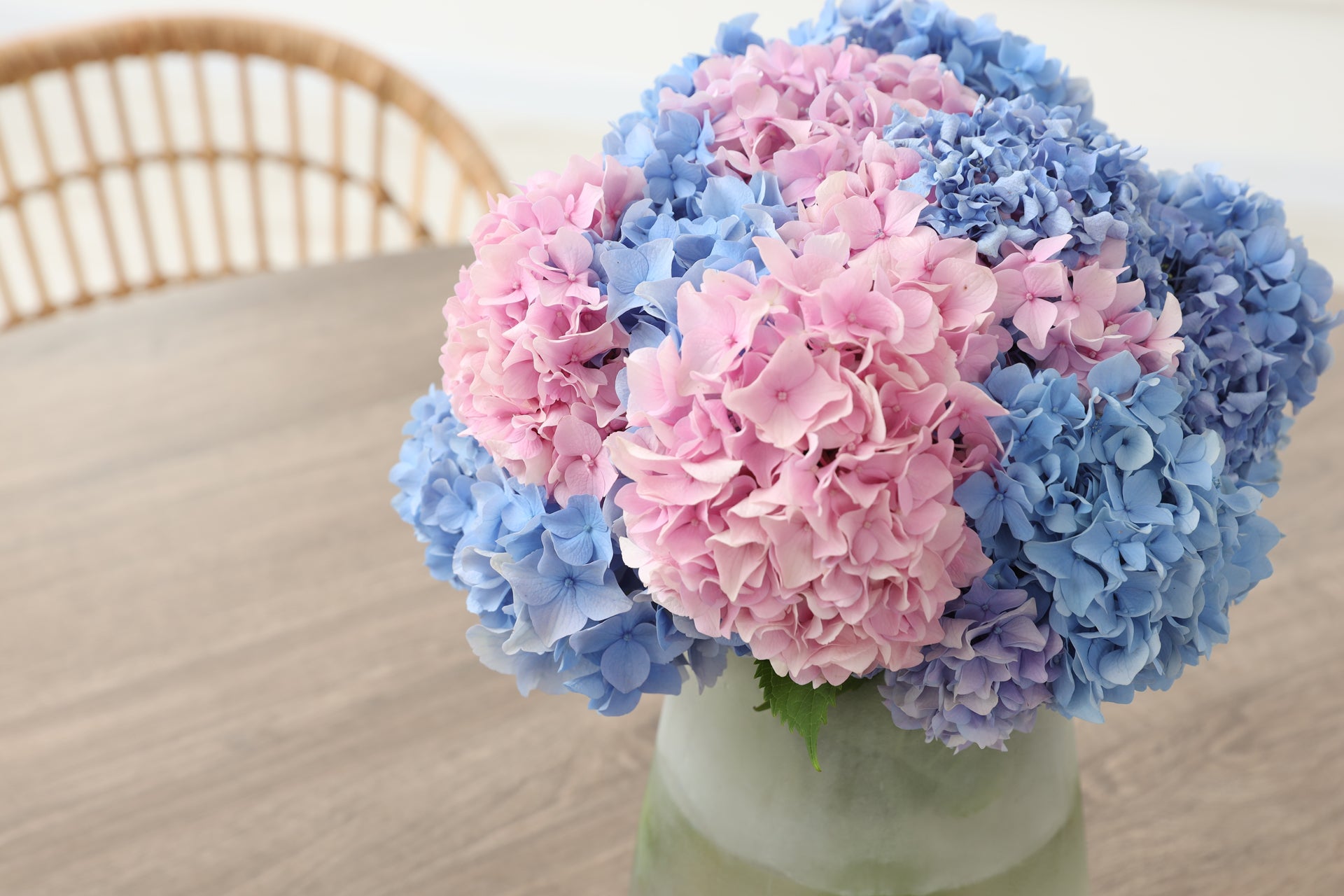 Hydrangeas in Middletown | Flowers By Roger Inc – Local Flower Delivery